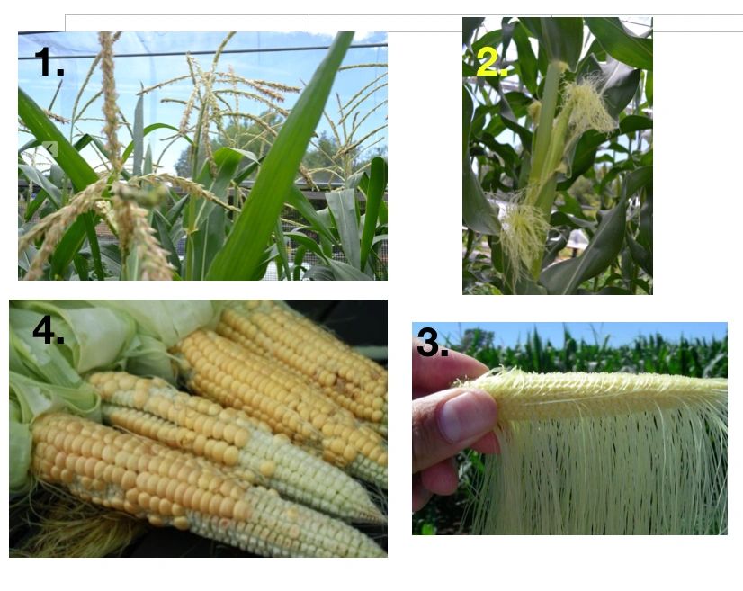 Corn Tasseling! This is Why We Plant Corn in Blocks.