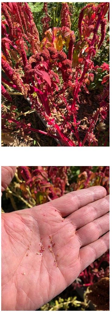 Red Amaranth. Save the seeds for next year.
