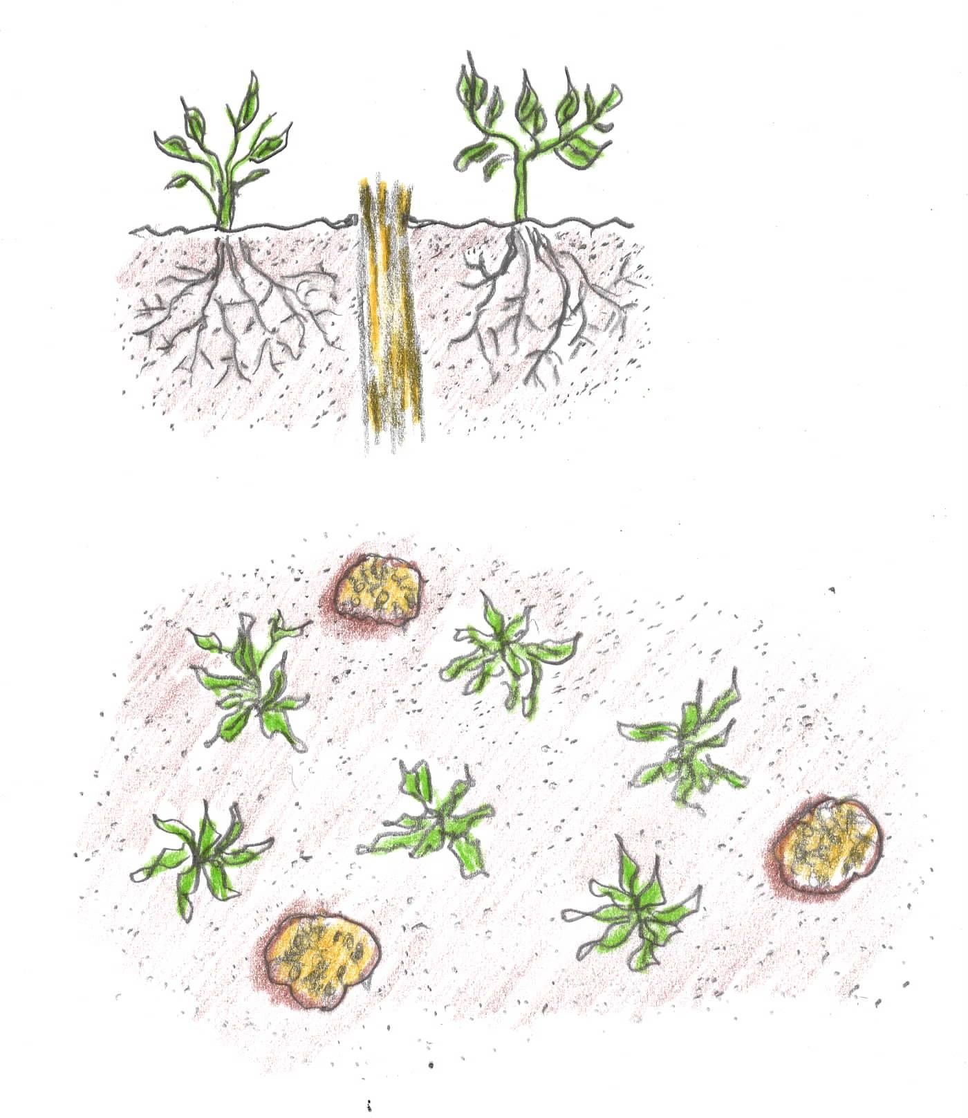 Vertical Mulching? What is it? Does it make a difference?