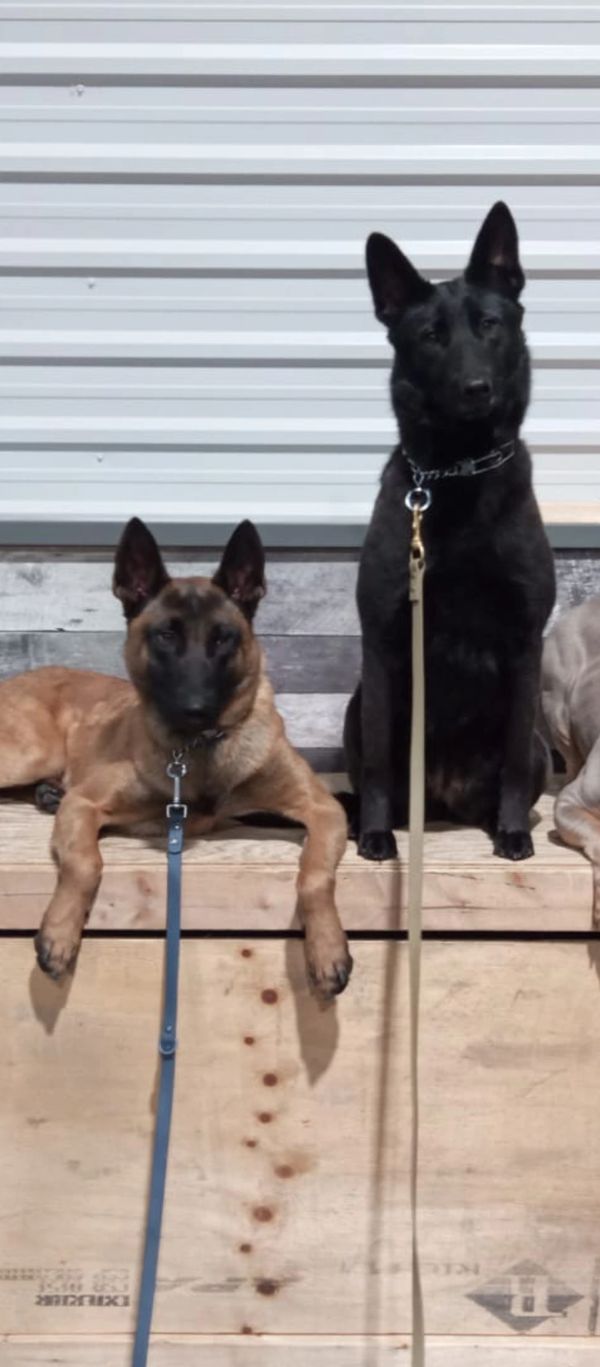 Expert Dog Obedience Training at Apex K9 Academy