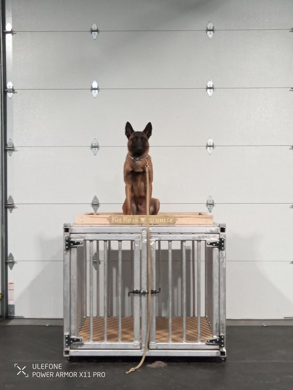 Expert Dog Obedience Training at Apex K9 Academy