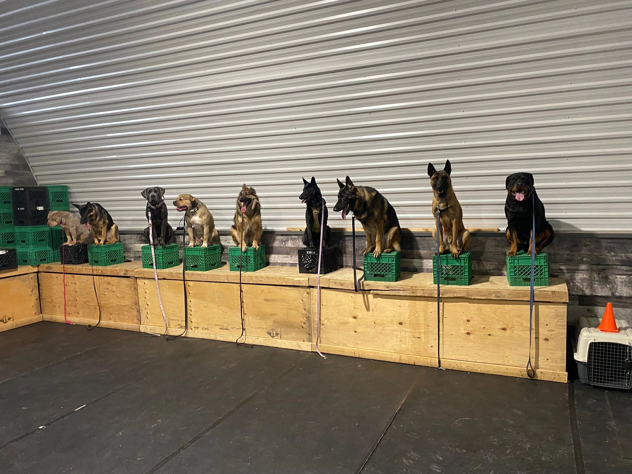 Expert Dog Obedience Training at Apex K9 Academy