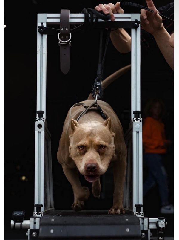 Expert Dog Obedience Training at Apex K9 Academy