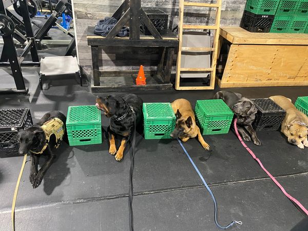 Expert Dog Obedience Training at Apex K9 Academy