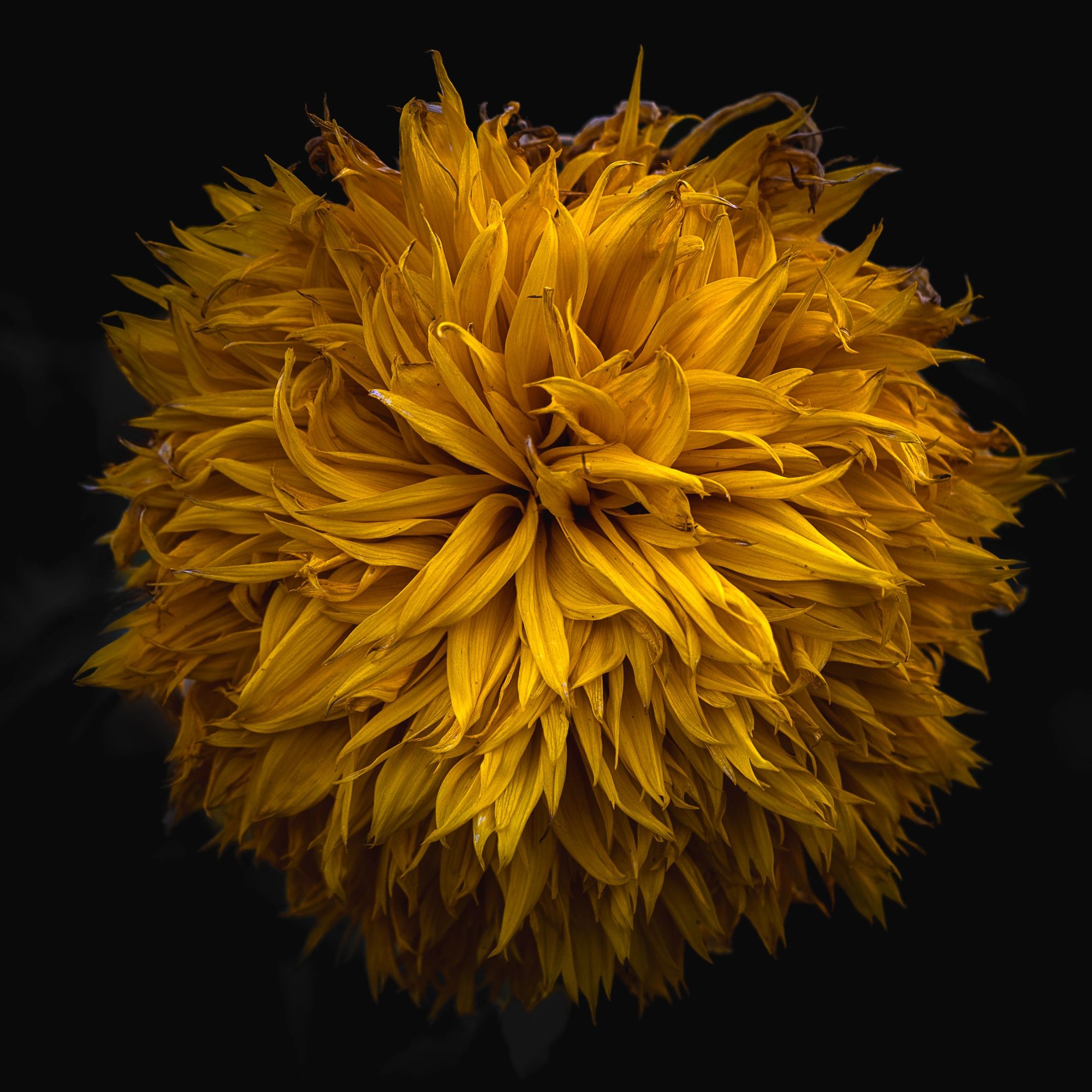 Joseph Hawk Photography