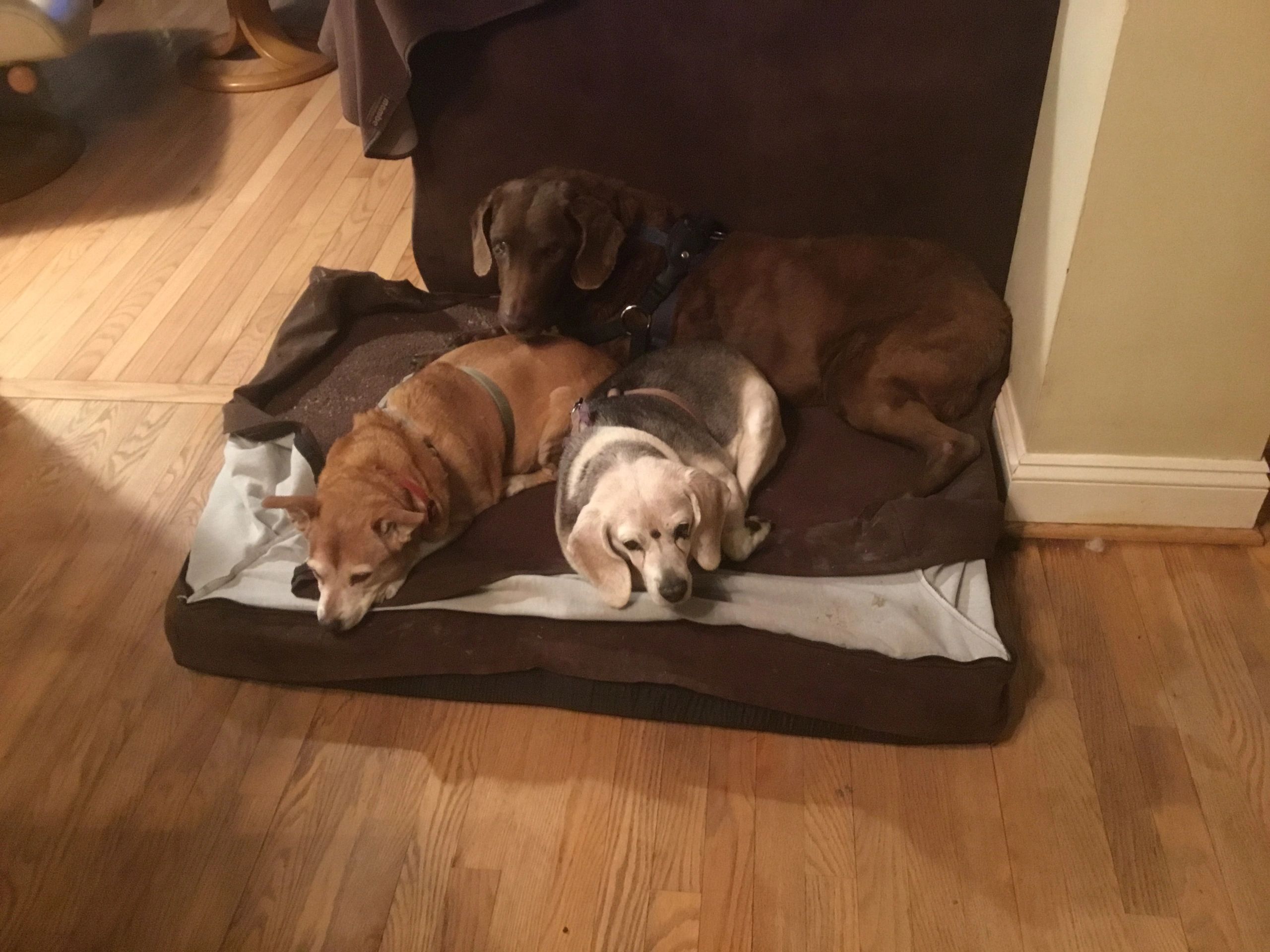 Hatton Animal Sanctuary