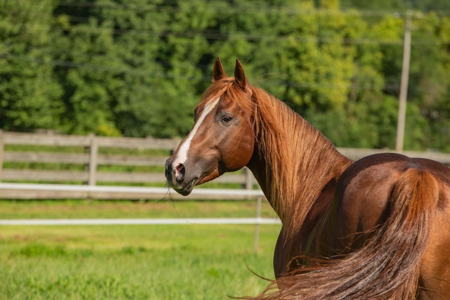 Last Resort Stallion Station