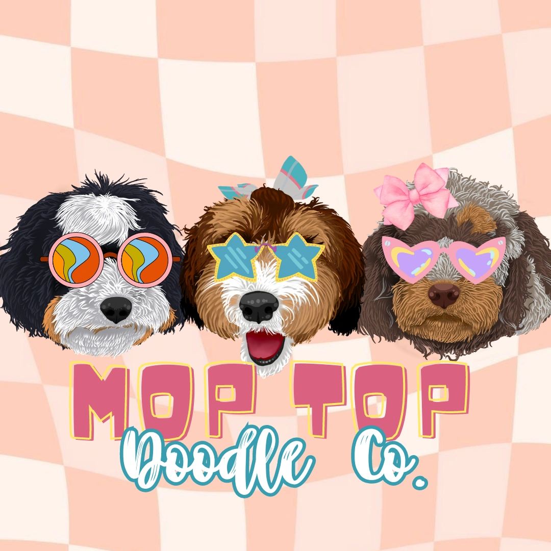 Mini Bernedoodles