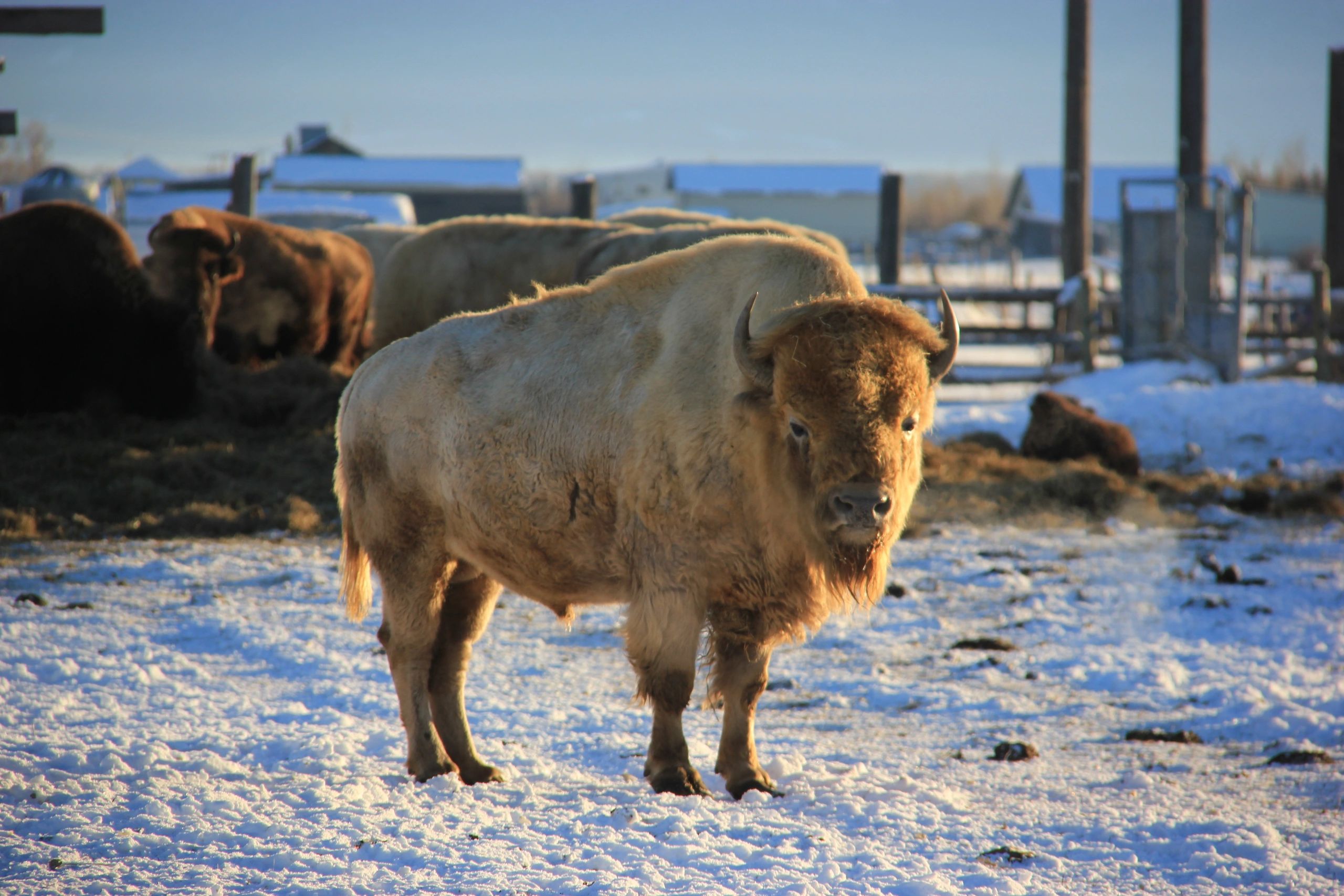 White Bison Photography