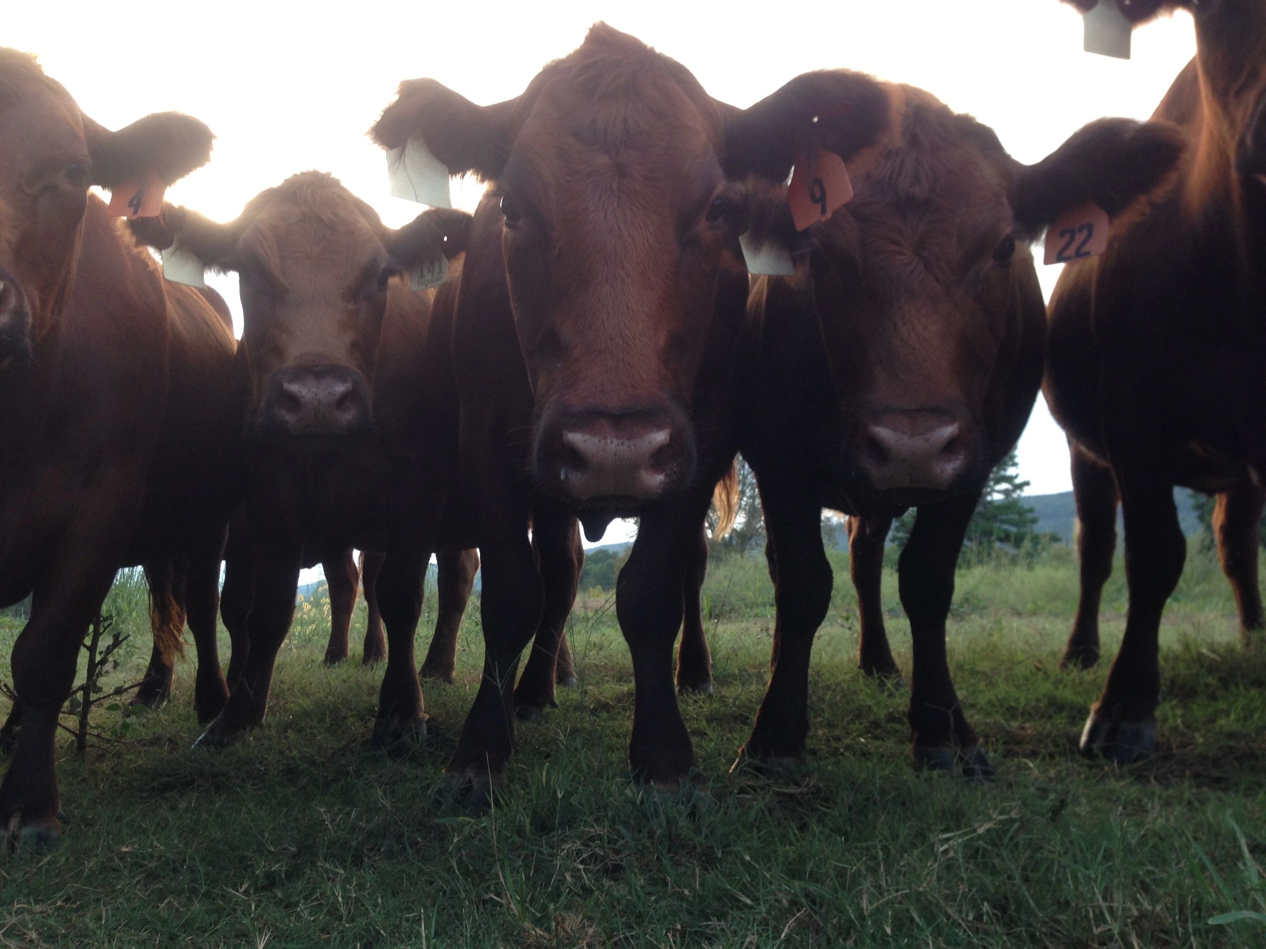 Benton Ranch - Red Angus Cattle, Grass Fed Beef