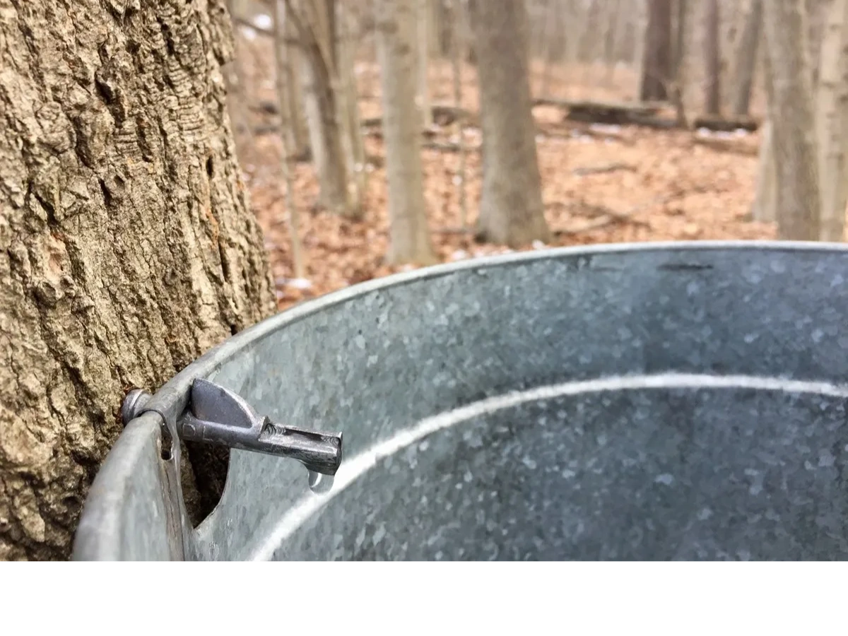 Champion Peak Maple