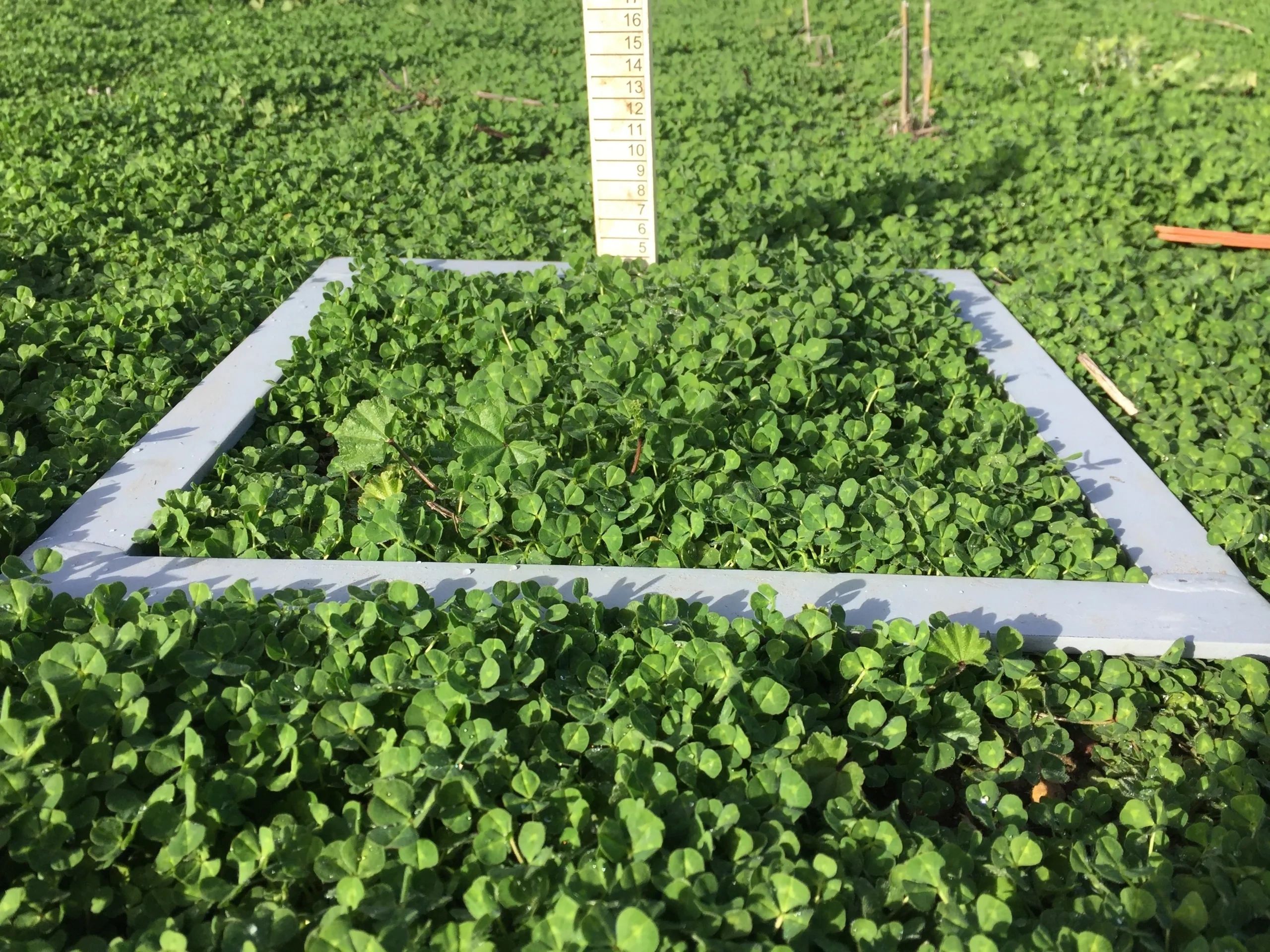 Pasture Management | AgPro Management