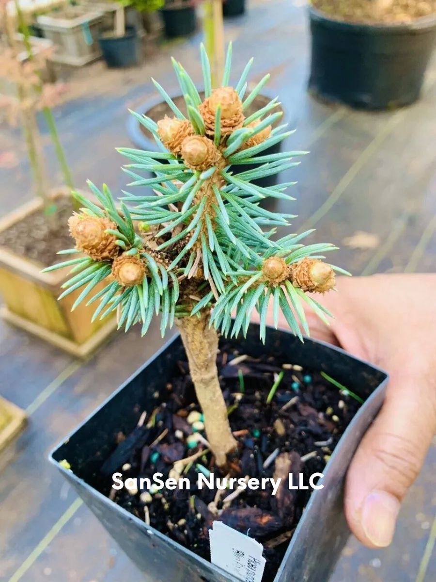 Picea pungens 'Blue Pearl' (Blue Pearl Colorado Spruce)
