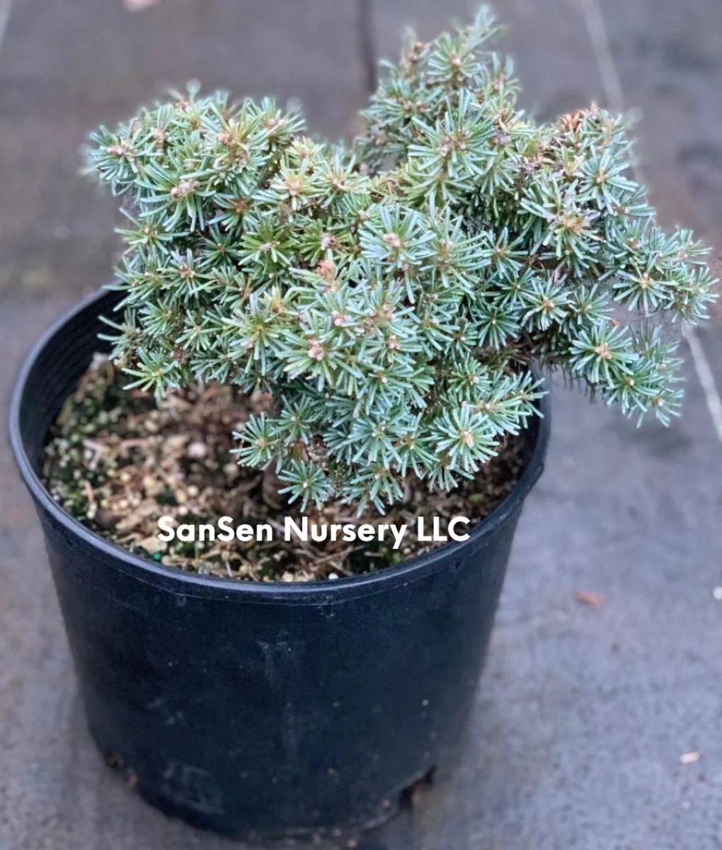 Abies koreana 'Blauer Eskimo' (Blauer Eskimo Korean fir)