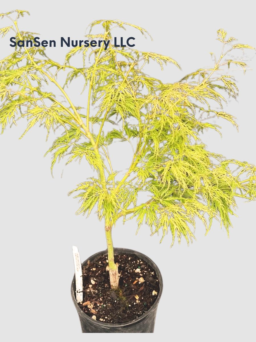 Acer palmatum 'Lemon Lime Lace' (Lemon Lime Lace Japanese Maple)