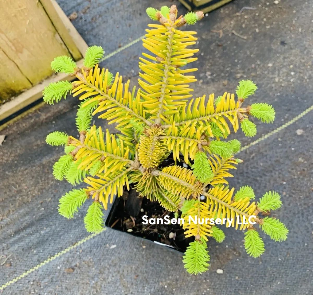 Abies nordmanniana 'Golden Spreader' (Golden Spreader Caucasian Fir)