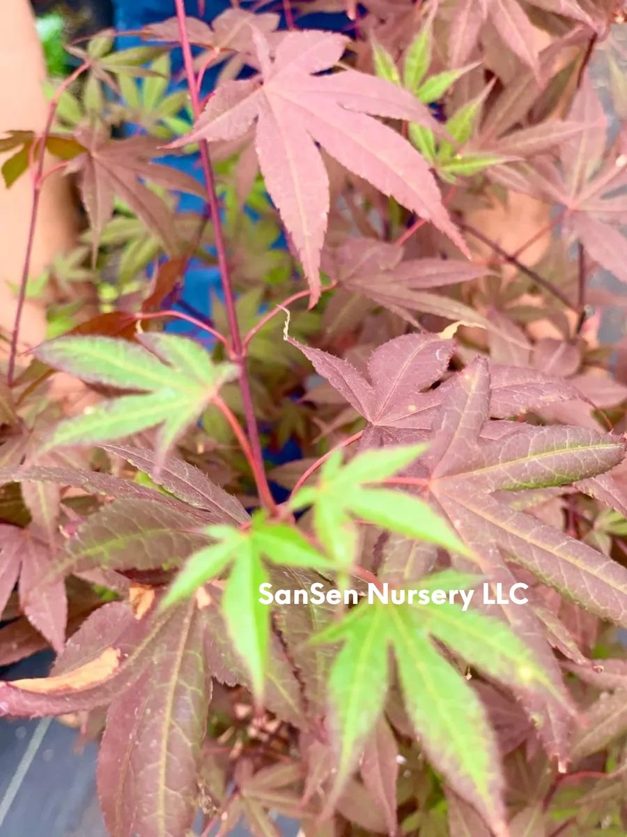 Acer palmatum 'English Town' (English Town Japanese Maple)