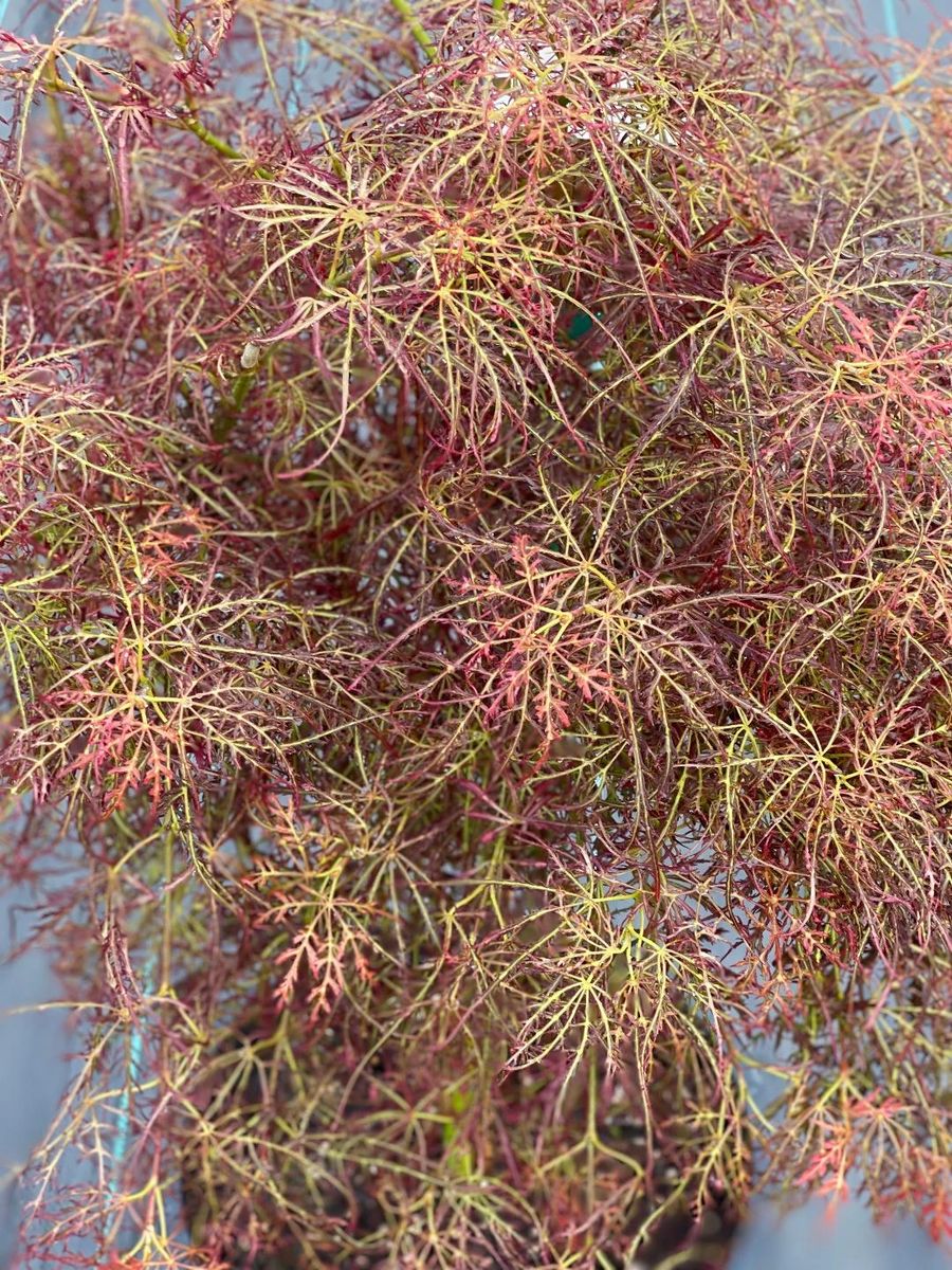 Acer palmatum 'Baby Lace' (Baby Lace Japanese Maple) 2 feet standard