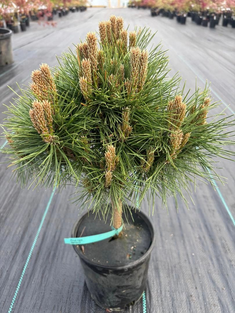 Pinus nigra 'Bambino' (Bambino Austrian Pine)