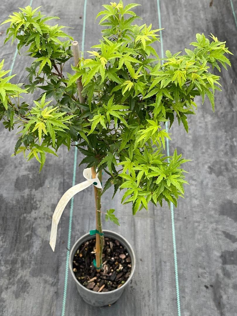 Acer palmatum 'Lima Gold' (Lima Gold Japanese Maple) on 2 feet standard