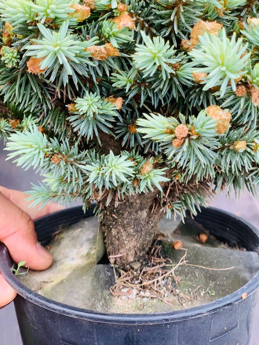 Picea pungens 'Blue Pearl' (Blue Pearl Colorado Spruce) 8-year-old ...