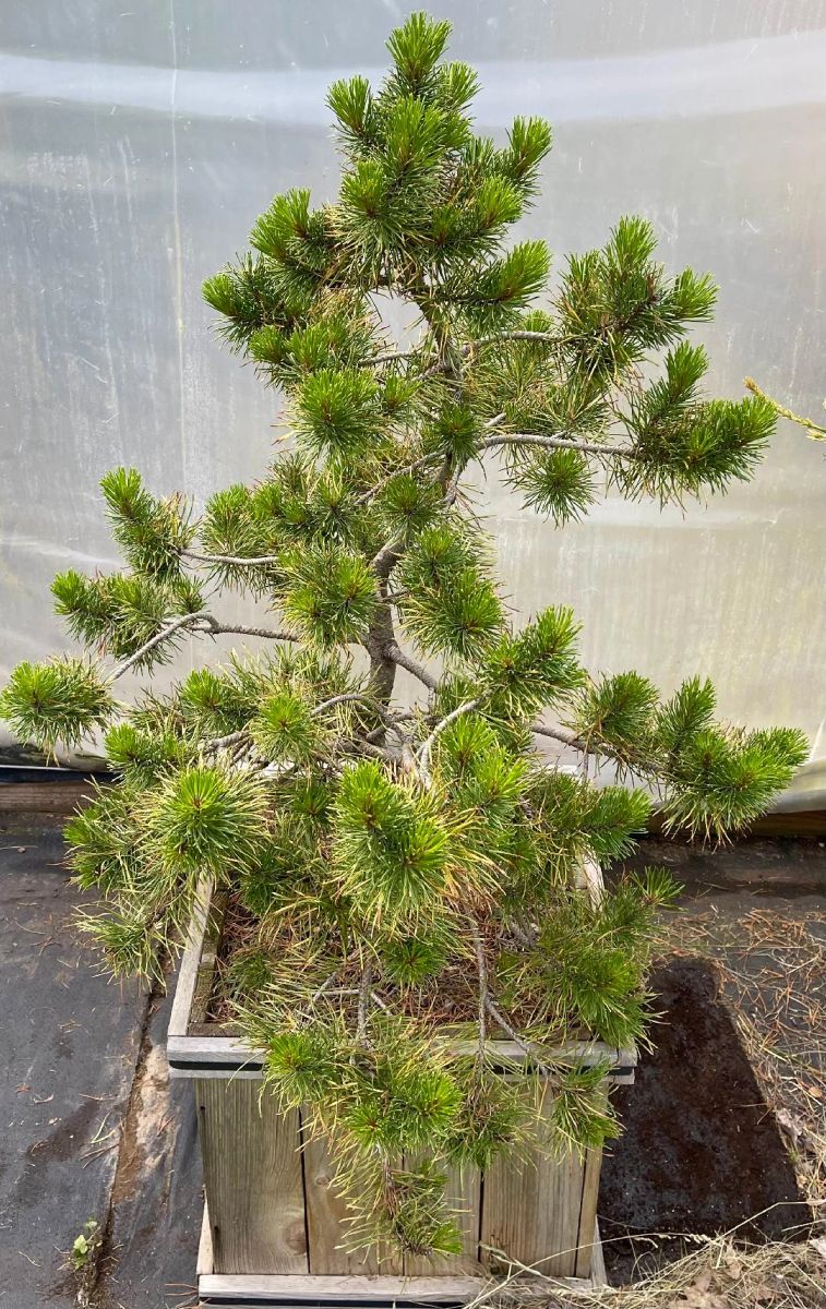 Pinus contorta 'Chief Joseph' (Chief Joseph Lodgepole Pine large)