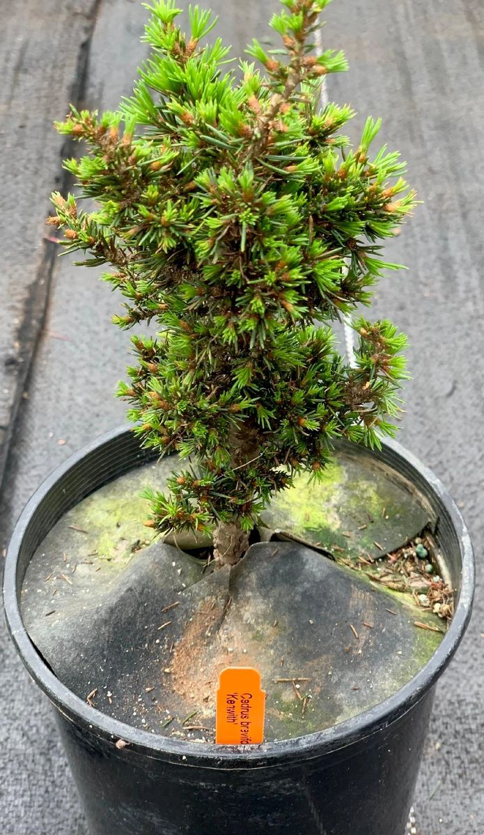 Cedrus brevifolia 'Kenwith' (Kenwith Cyprian Cedar)