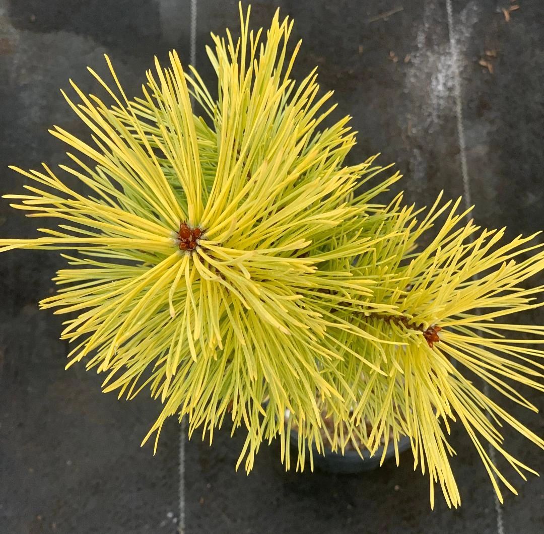 Pinus sylvestris 'Gold Coin' (Gold Coin Scot's Pine)