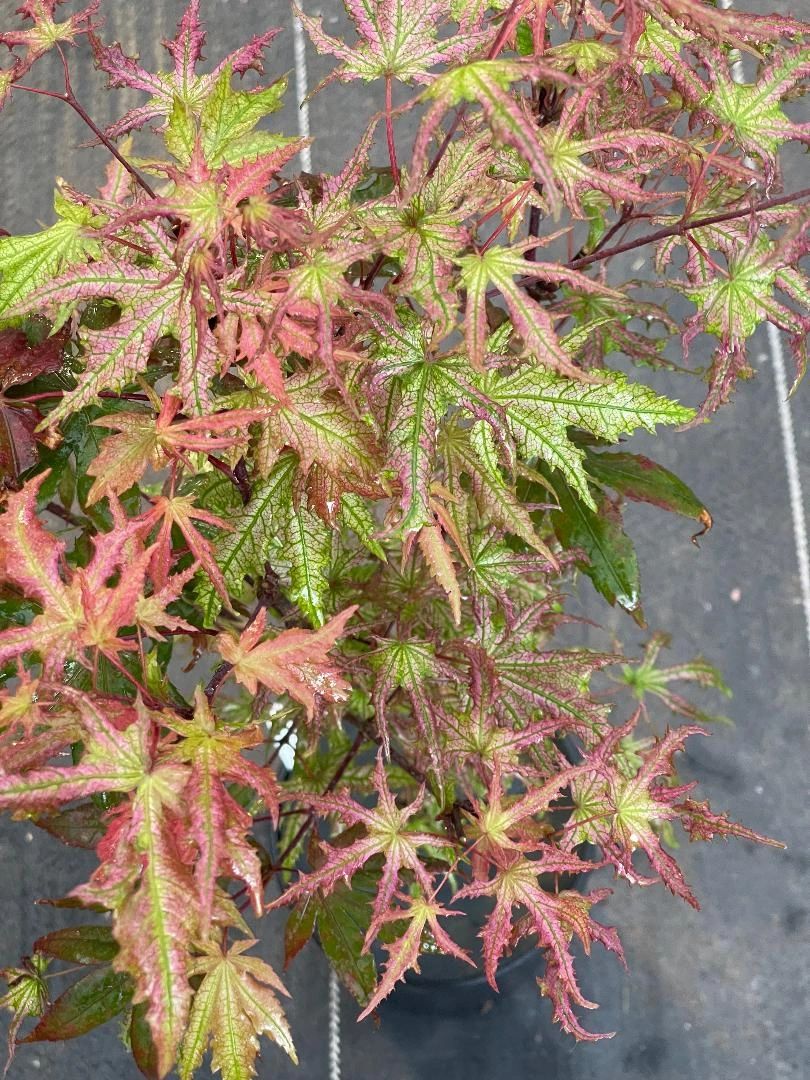 Acer palmatum 'Nebula' (Nebula Japanese Maple)