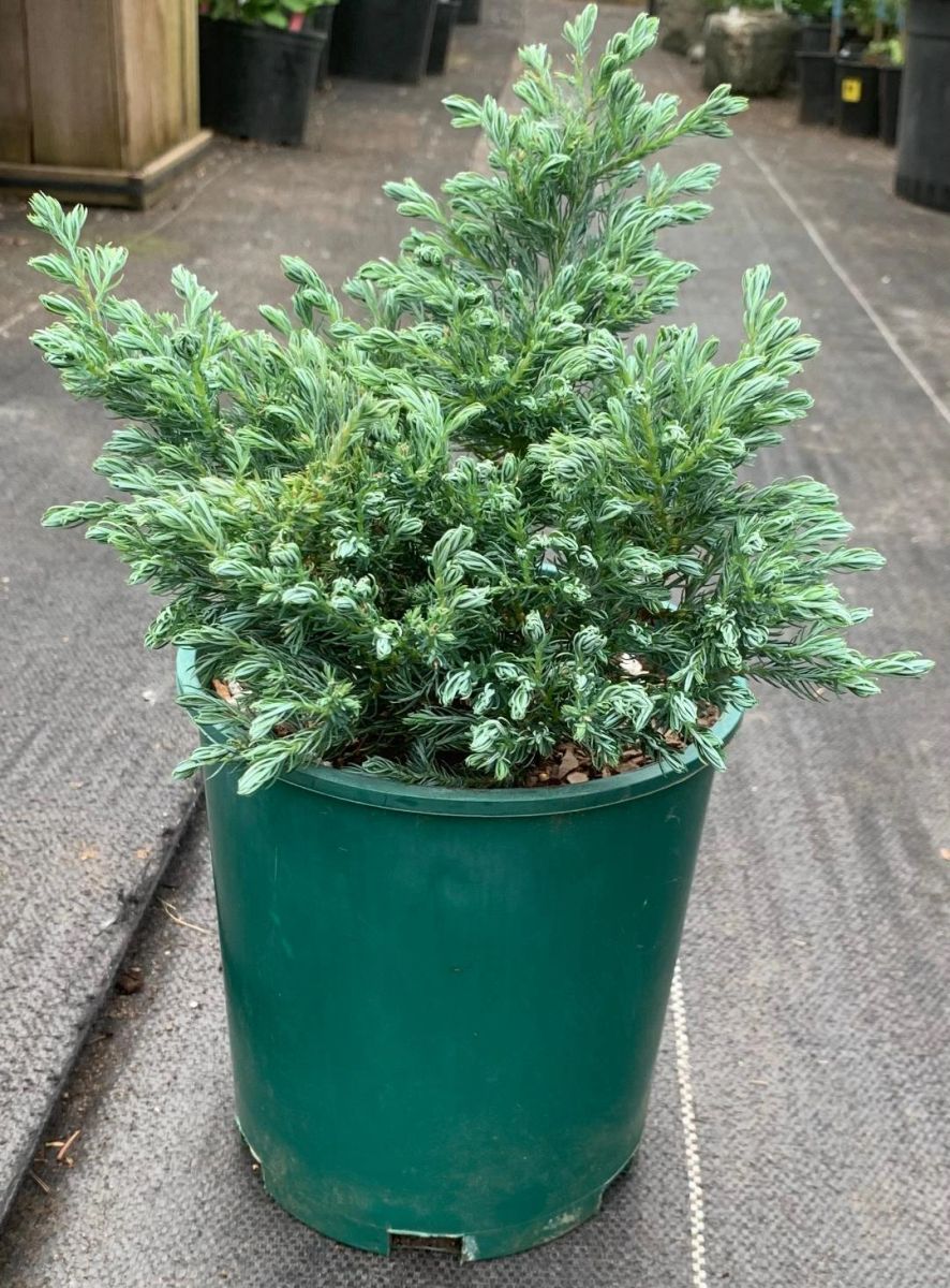 Chamaecyparis pisifera 'Murphy's Blue' (Murphy's Blue Sawara Cypress)
