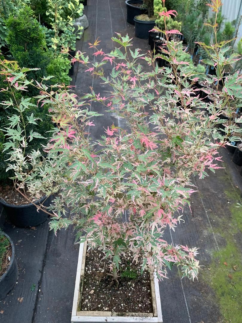 Acer palmatum 'Taylor' (Taylor Japanese Maple) Rare!