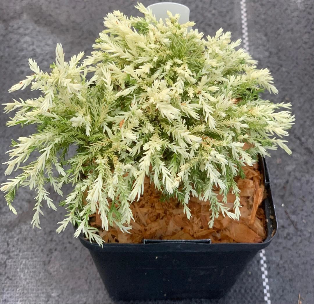Cryptomeria japonica 'Nana Albospica' (White-tip Dwarf Japanese Cedar)