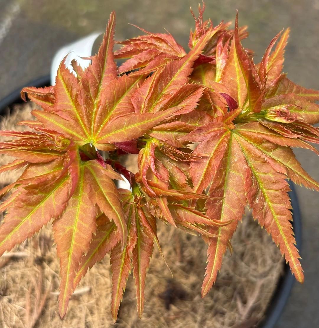 Acer palmatum 'Japanese Princess' (Japanese Princess Japanese Maple)