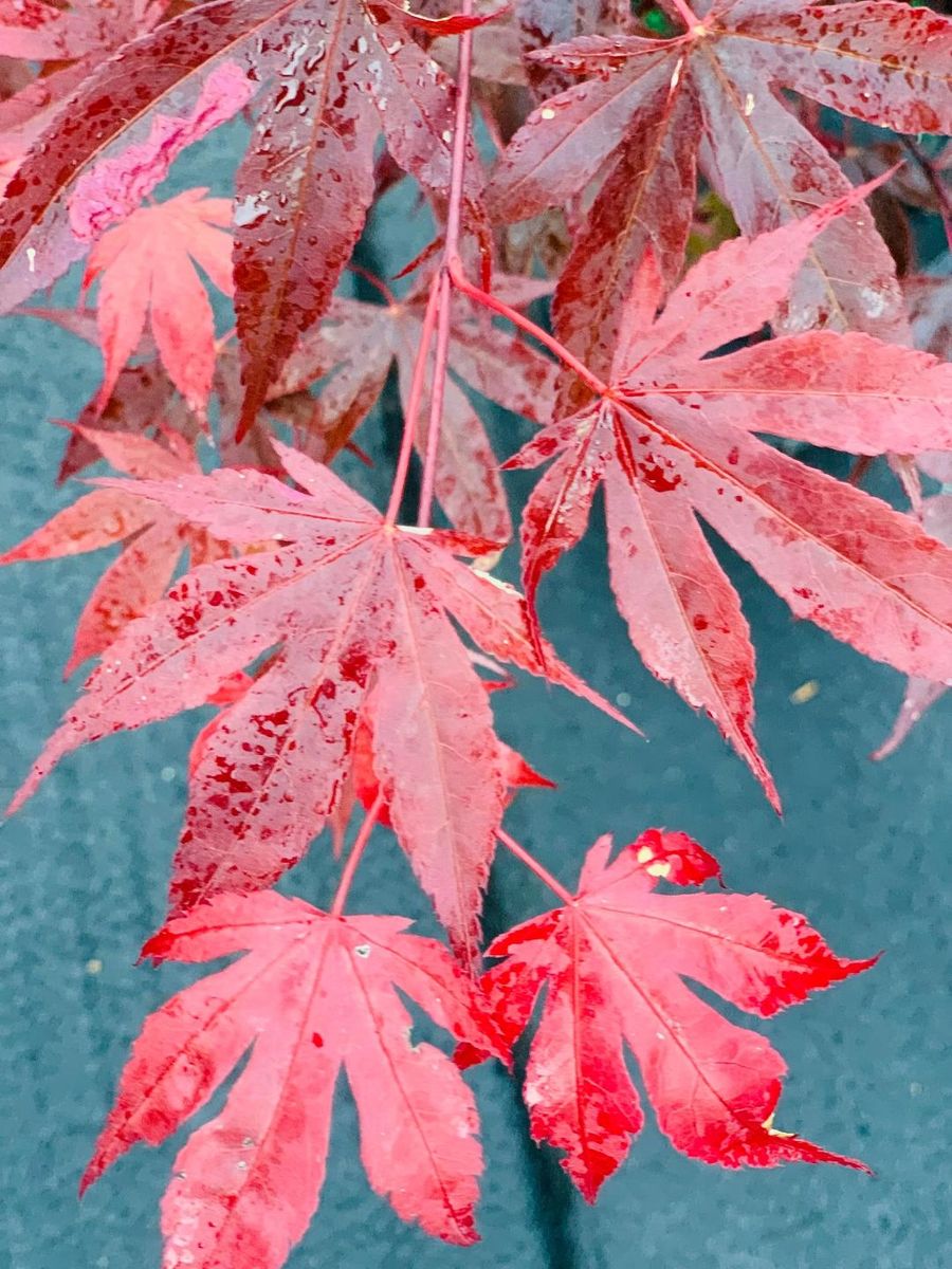 Acer palmatum 'Fireglow' (Fireglow Japanese Maple)