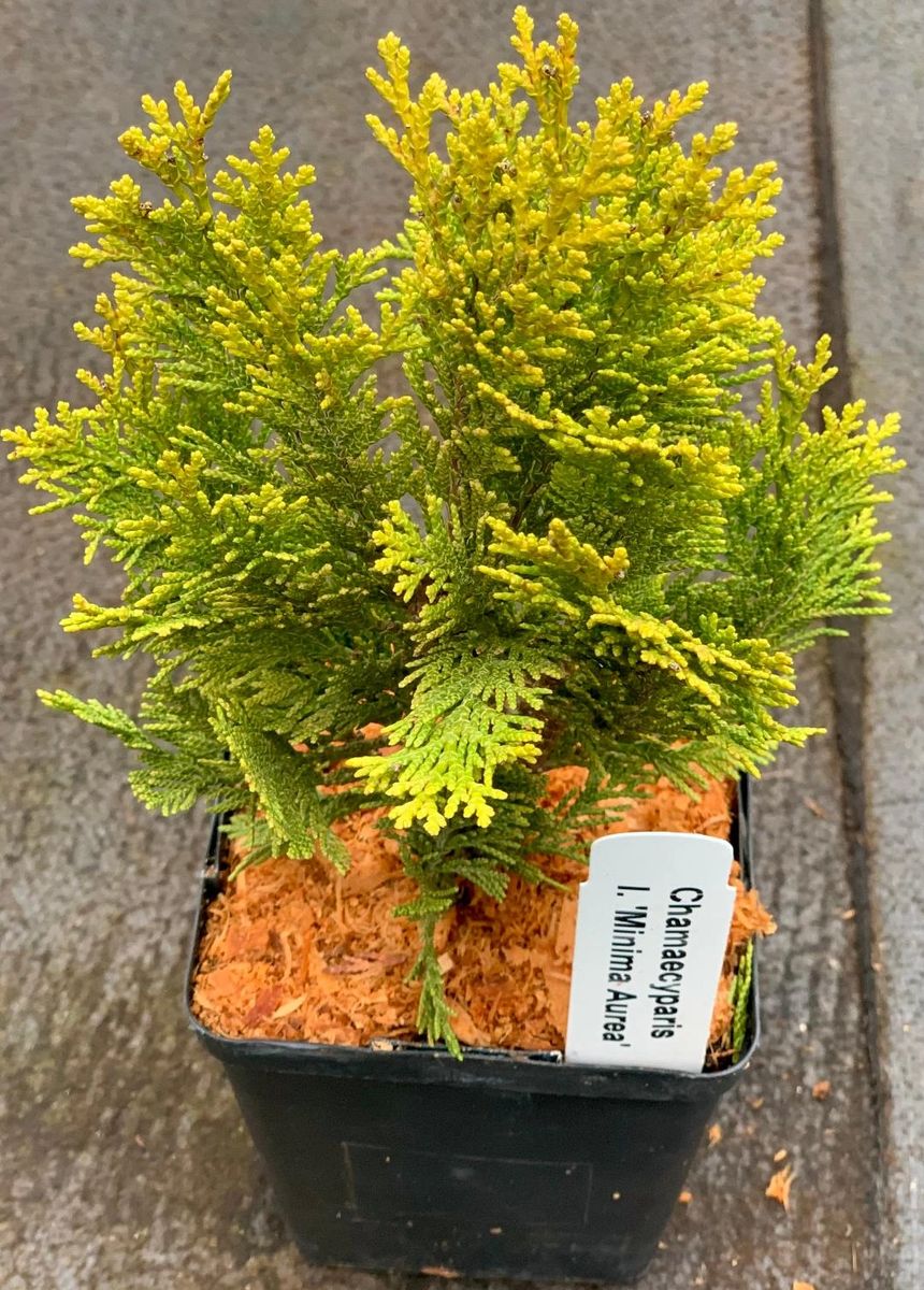 Chamaecyparis lawsoniana 'Minima Aurea' (Minima Aurea Port Orford Cedar)