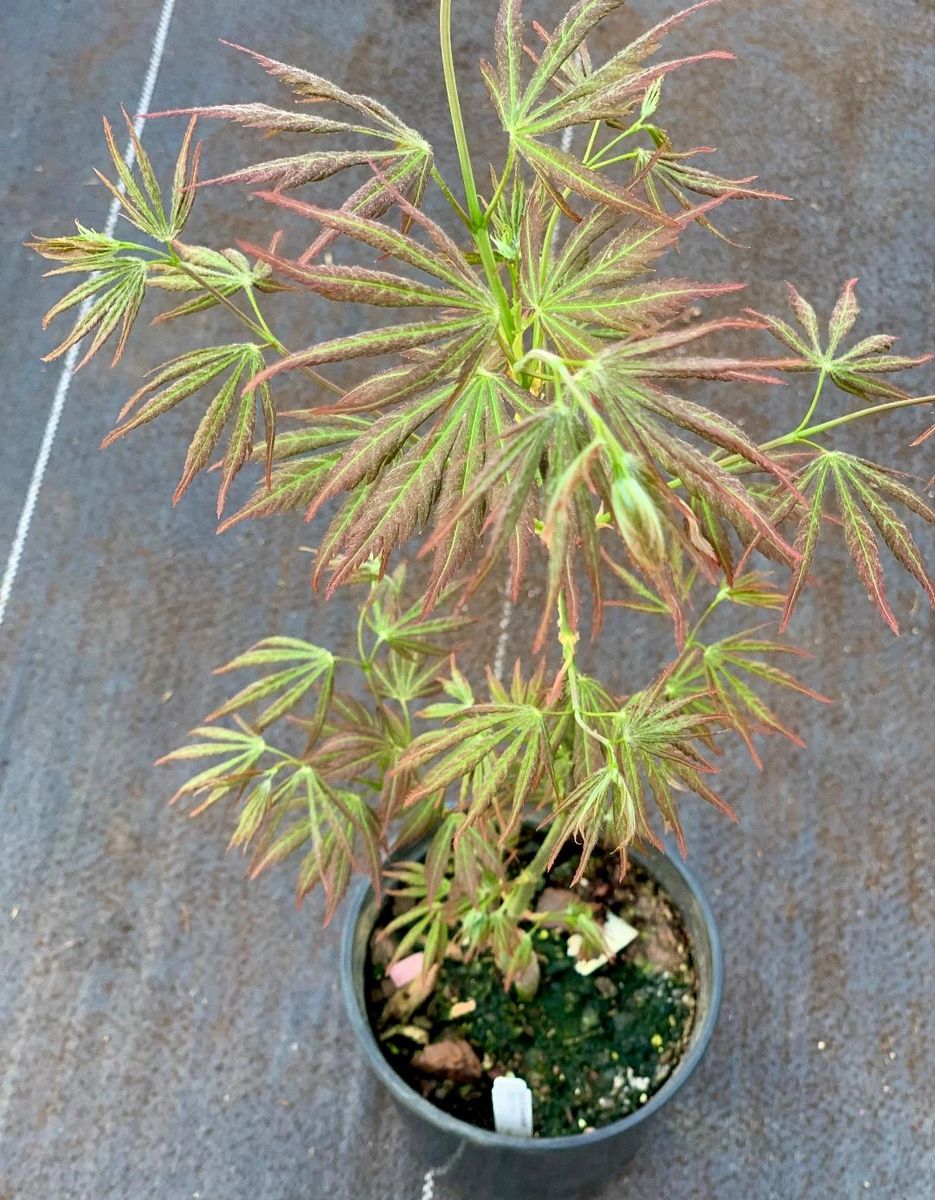 Acer shirasawanum 'Bronze Age' (Bronze Age Full Moon Maple)