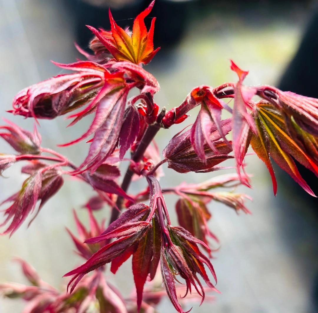 Acer palmatum 'Little Red' (Little Red Japanese Maple)