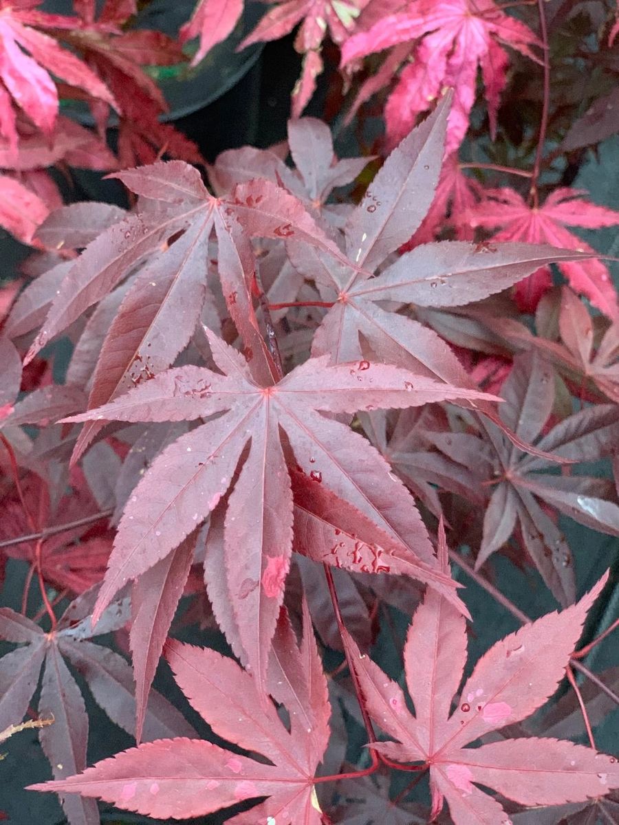 Acer palmatum 'Emperor One' (Emperor One Japanese Maple)