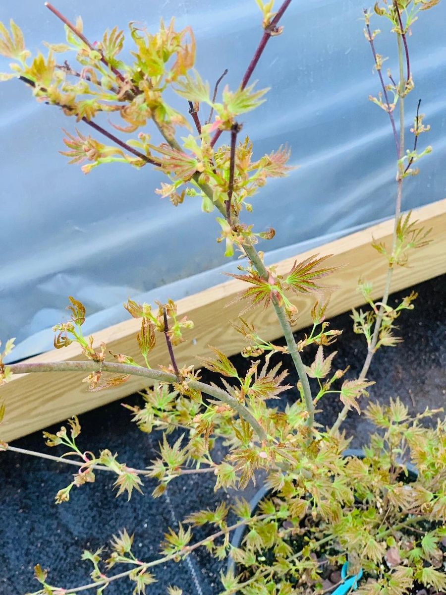 Acer palmatum 'Abigail Rose' (Abigail Rose Japanese Maple)