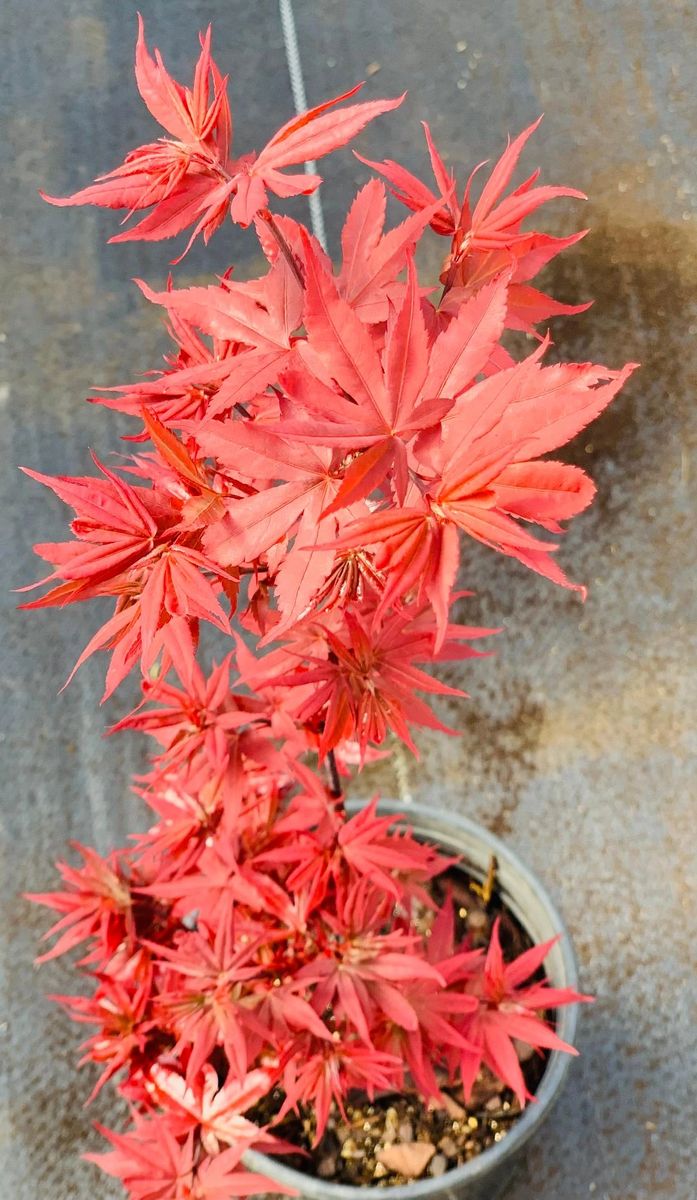 Acer palmatum 'Red Sentinel' (Red Sentinel Japanese Maple)