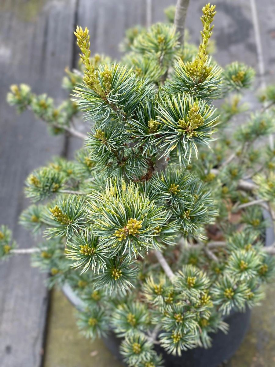Pinus parviflora 'Fukai' (Fukai Japanese White Pine)