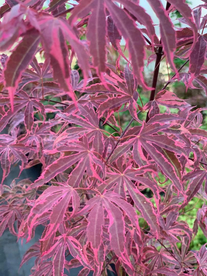 Acer palmatum 'Geisha Gone Wild' (Geisha Gone Wild Japanese Maple) Large