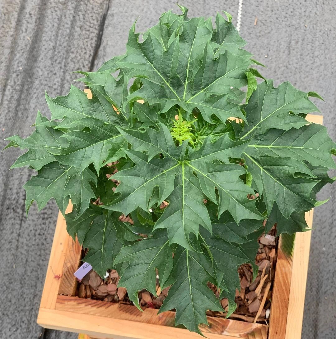 Acer platanoides 'Rezek' (Rezek Norway Maple)