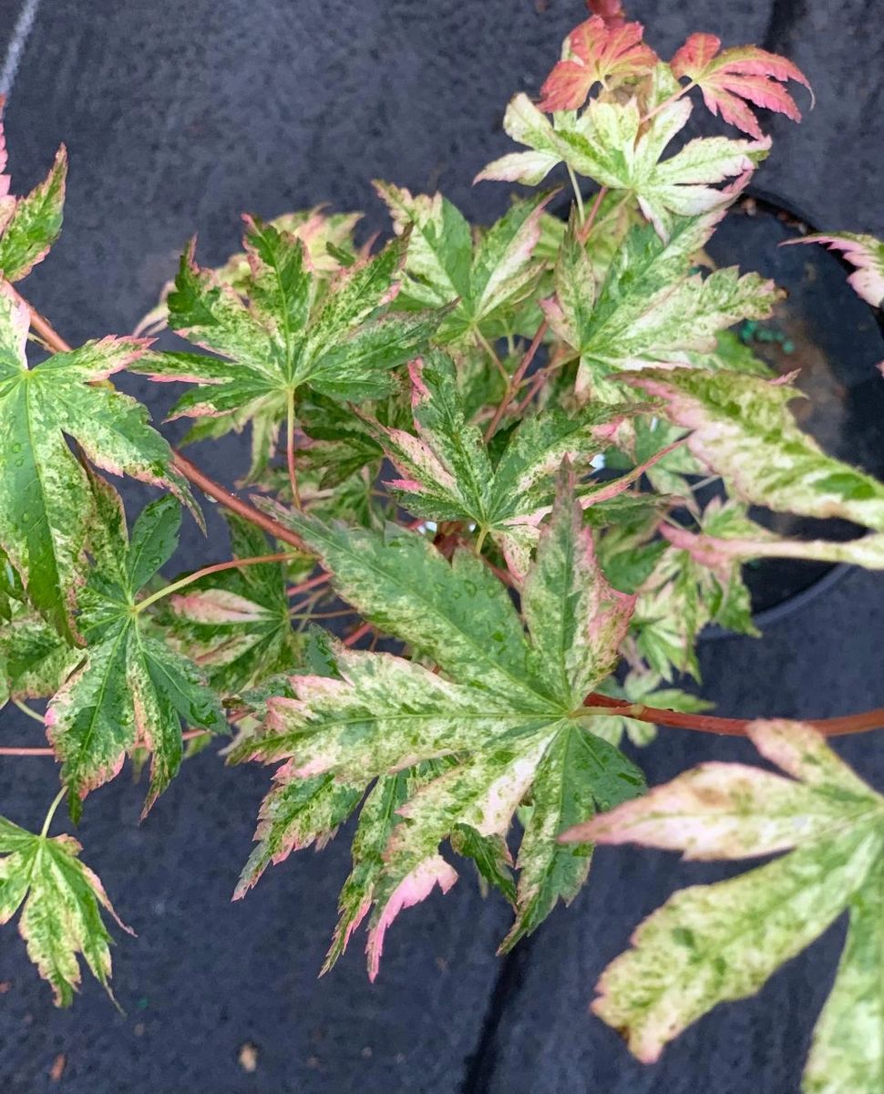 Acer palmatum 'Cosmos' (Cosmos Japanese Maple)