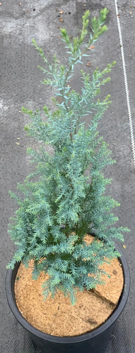 Chamaecyparis lawsoniana 'Blue Surprise' (Blue Surprise Lawson Cypress ...