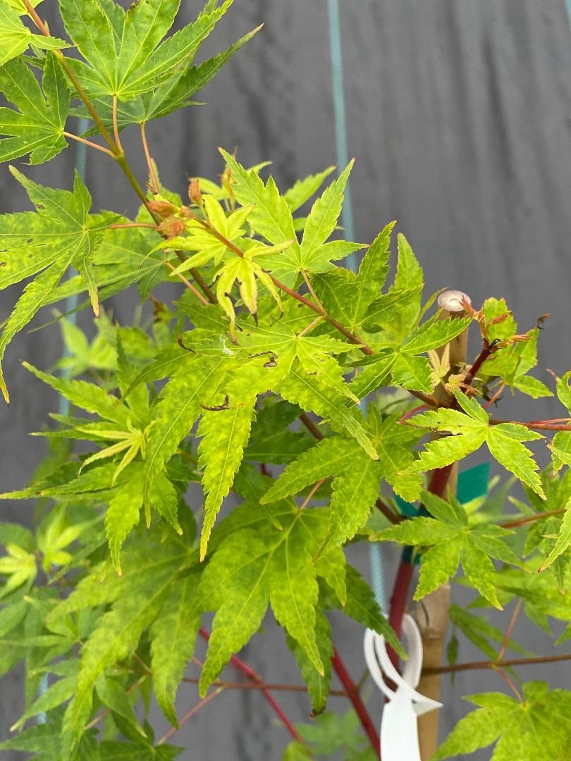 Acer palmatum 'Winter Red' (Winter Red Coral Bark Japanese Maple)