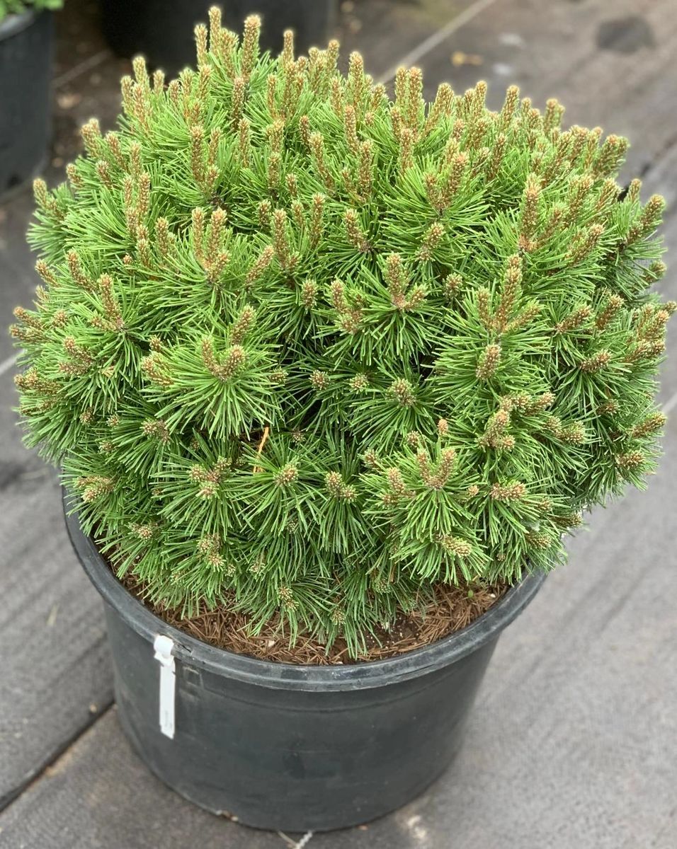 Pinus uncinata 'Caesar' (Caesar Mountain Pine)