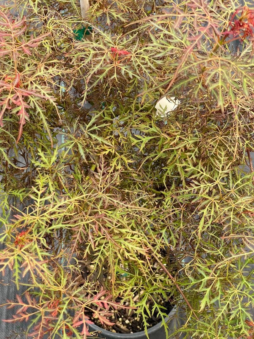 Acer palmatum 'Baby Lace' (Baby Lace Japanese Maple) 2 feet standard ...