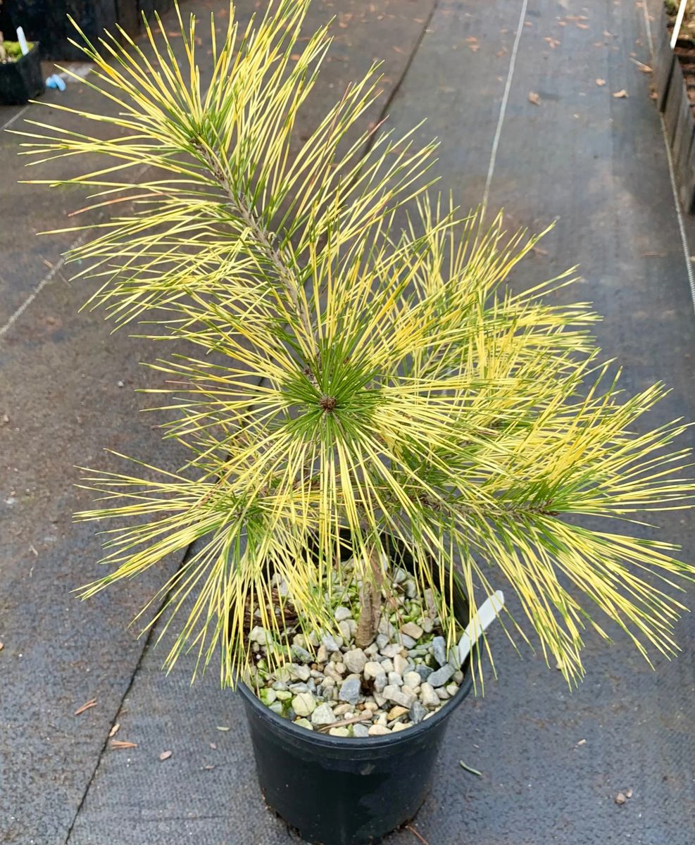 Pinus densiflora 'Golden Ghost' (Golden Ghost Japanese Red Pine)