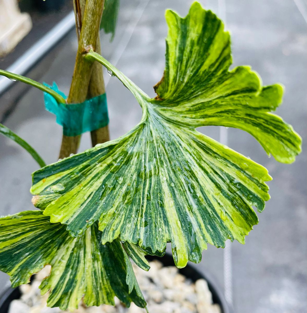 Ginkgo biloba 'Crispin's Jaded Jester' (Crispin’s Jaded Jester Ginkgo)